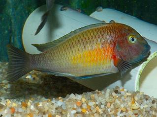 Linangu Yellow-side Tropheus - Live Fish Direct