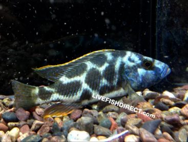 Livingstonii - Live Fish Direct