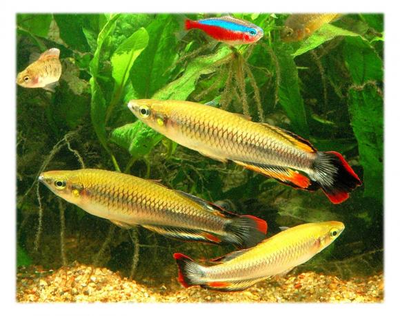 Madagascar Rainbow fish - Live Fish Direct