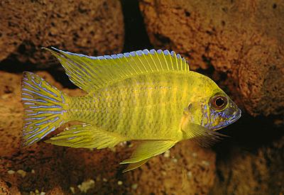 Lemon Jake Peacock Cichlid