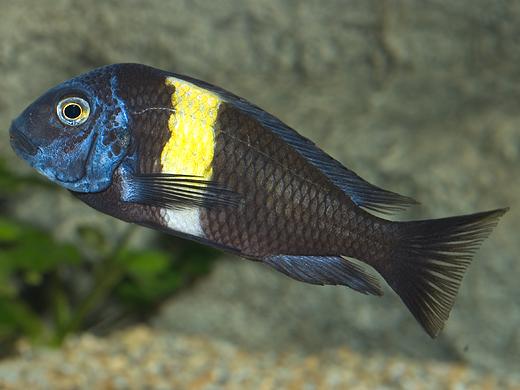 Tropheus Duboisi Maswa - Live Fish Direct