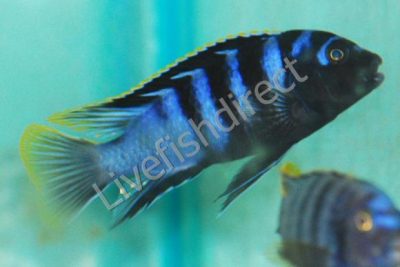 Yellow Top Mbamba - Live Fish Direct