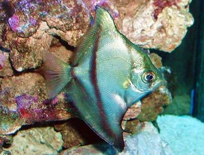 Mono Sebae - Live Fish Direct