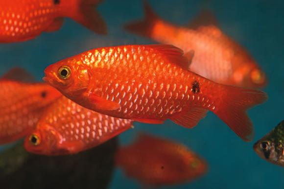 Neon Rosy Barb - Live Fish Direct