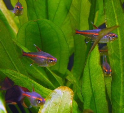 Glowlight Tetra - Live Fish Direct