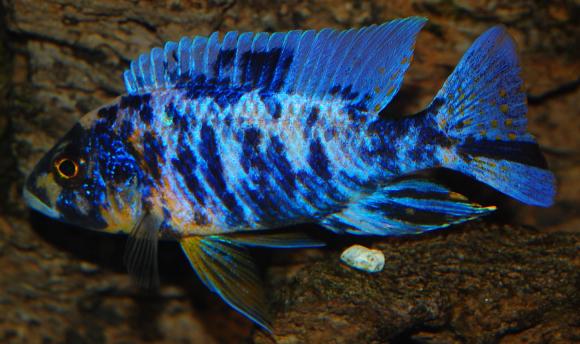 OB Peacock (Blue) - Live Fish Direct