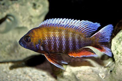 Otter Point Jake - Live Fish Direct