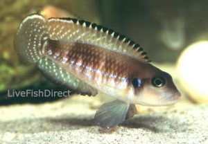 Gold Head Compressiceps - Live Fish Direct