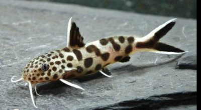 Petricola Catfish - Live Fish Direct