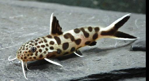 Petricola Catfish - Live Fish Direct