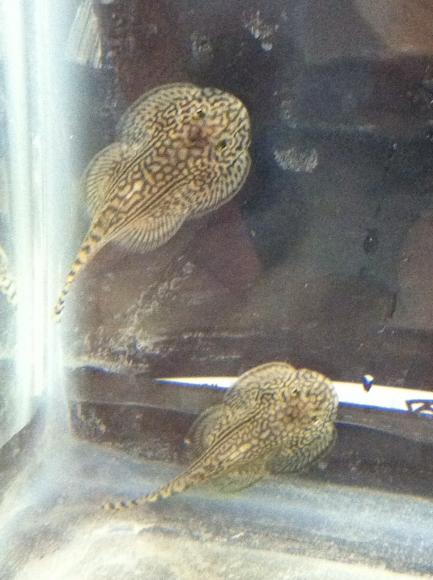 Reticulated Hillstream Loach - Live Fish Direct