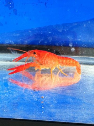 Neon Red Lobster - Live Fish Direct