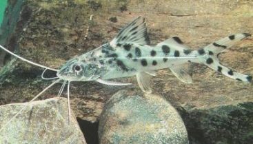Pictus Catfish - Live Fish Direct