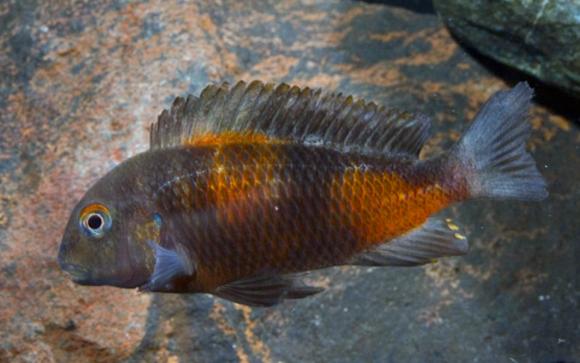 Pineapple Tropheus - Live Fish Direct
