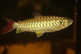 Pink Tail Chalceus - Live Fish Direct