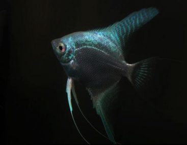 Blue Angel - Live Fish Direct