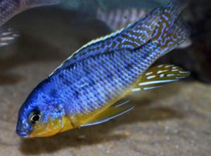 Malawi Gar Cichlid - Live Fish Direct