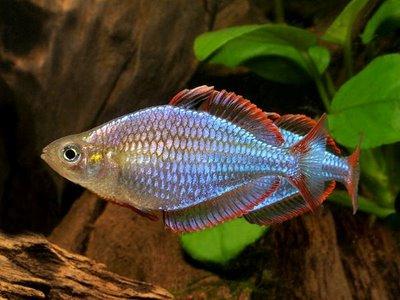 Praecox Rainbow - Live Fish Direct