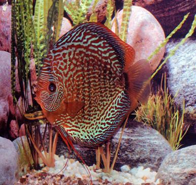 Red Snake Skin Discus - Live Fish Direct