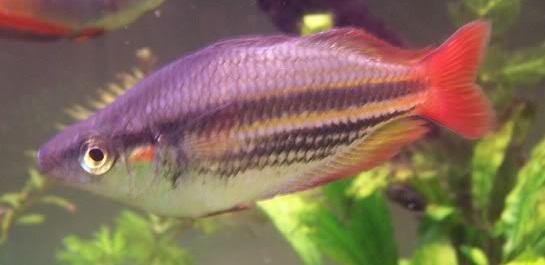 Redtail Rainbow Fish - Live Fish Direct