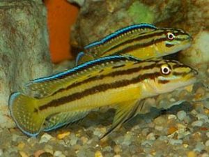 Pearly Ocellatus Melegrise - Live Fish Direct