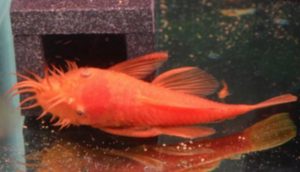 Apistogramma Borelli - Live Fish Direct