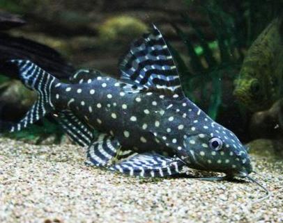 Angelicus Catfish - Live Fish Direct