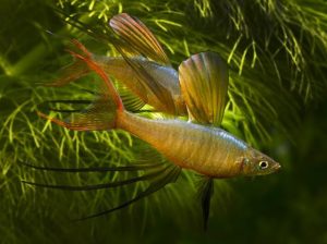 Apistogramma Borelli - Live Fish Direct