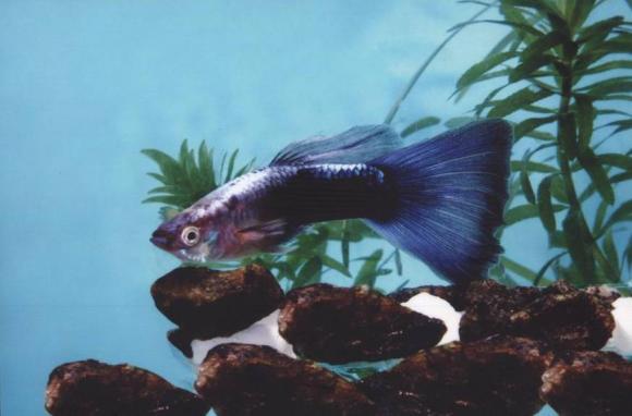 Turquoise Guppy - Live Fish Direct