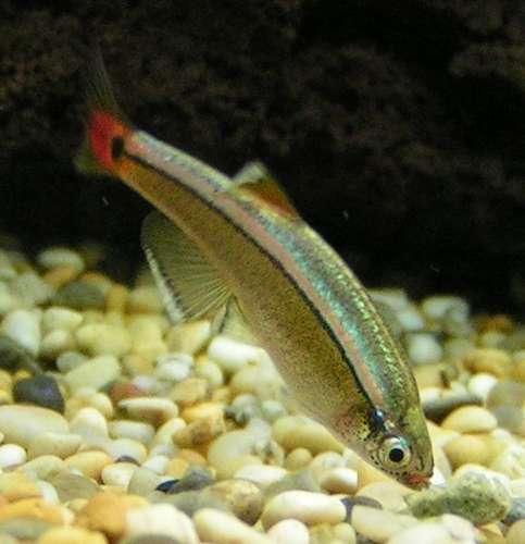 White Cloud Danio - Live Fish Direct