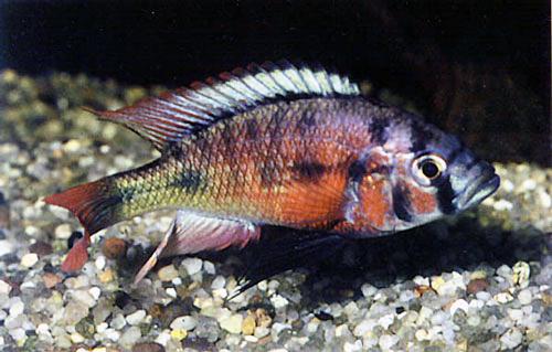 Christmas Fulu - Live Fish Direct