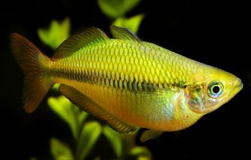 Yellow Rainbowfish - Live Fish Direct