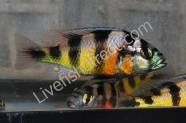 Zebra Obliquidens - Live Fish Direct