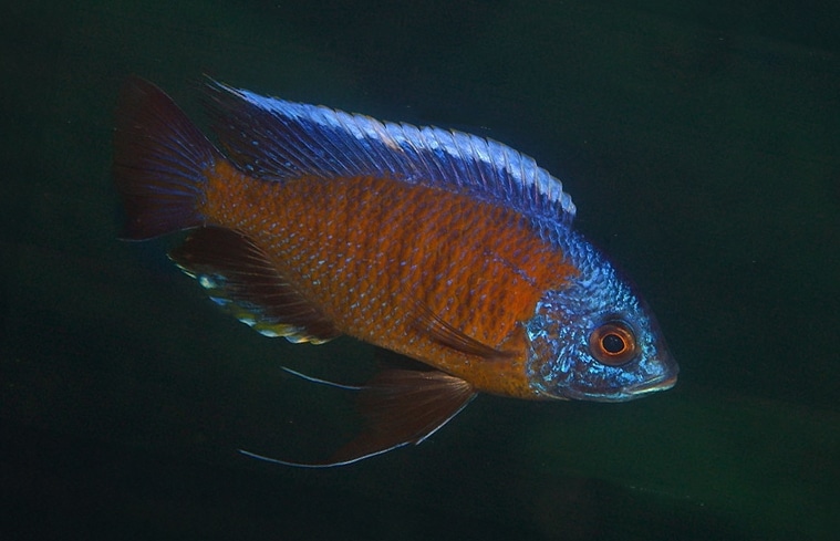 Red Fin Borleyi Cichlid - Live Fish Direct