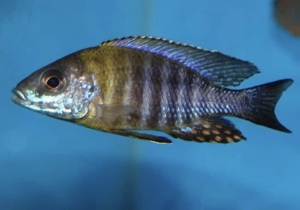 Ethelwynnae Peacock Cichlid - Live Fish Direct