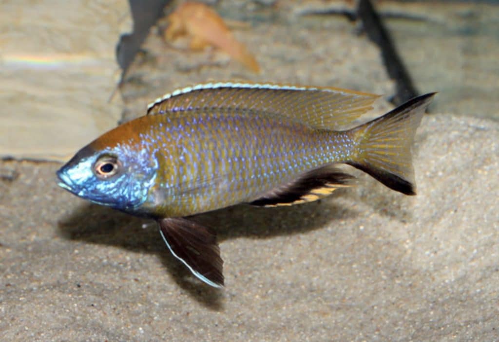 Mloto Gold Crest Makonde - Live Fish Direct