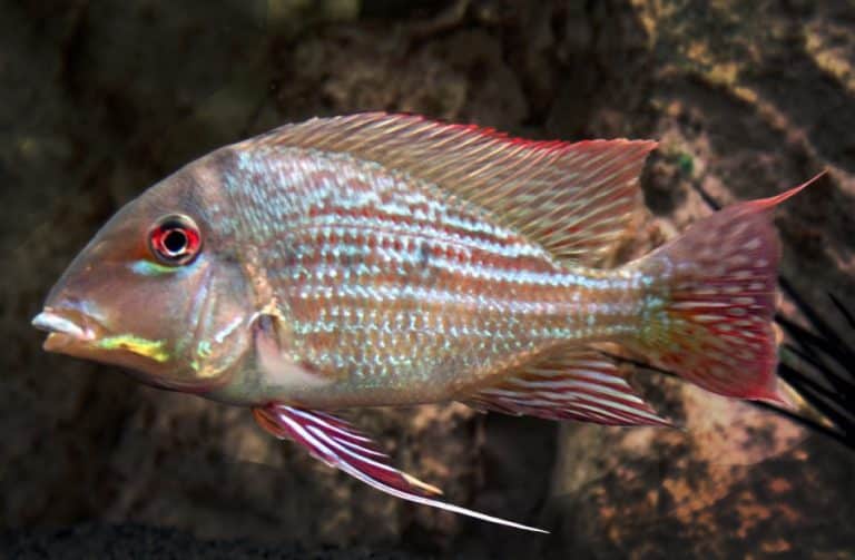 Apistogramma Steel Blue Borelli - Live Fish Direct