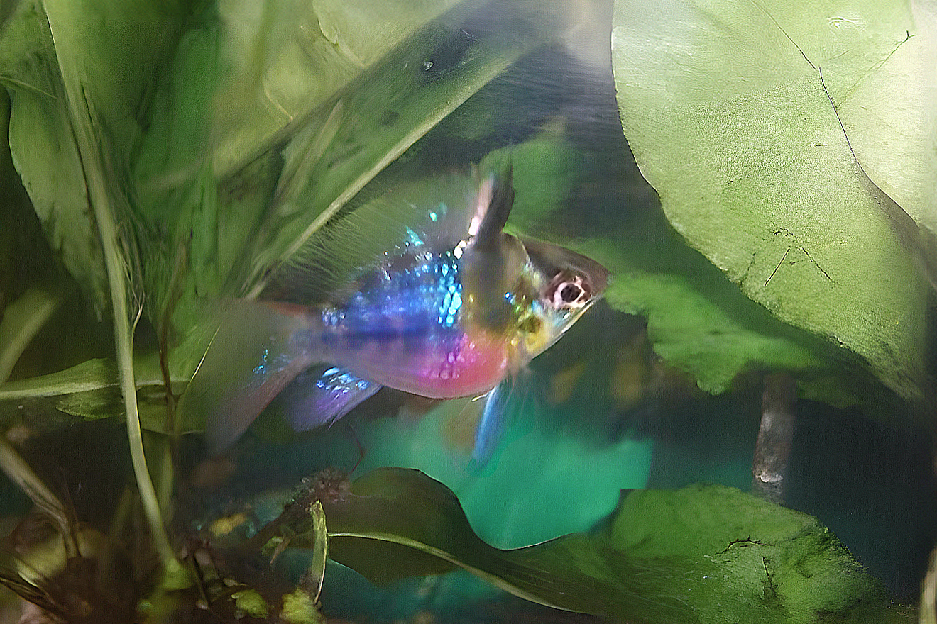 Angel Veil Ram - Live Fish Direct