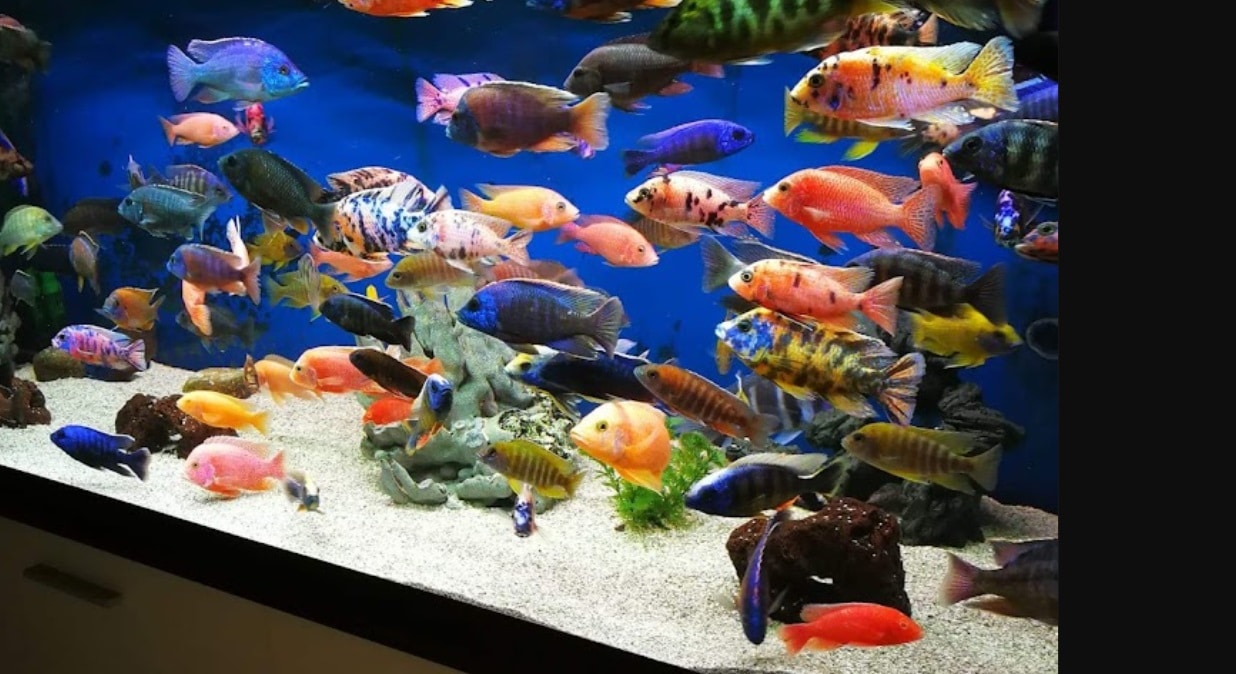 Assorted Peacocks And Haps - Live Fish Direct