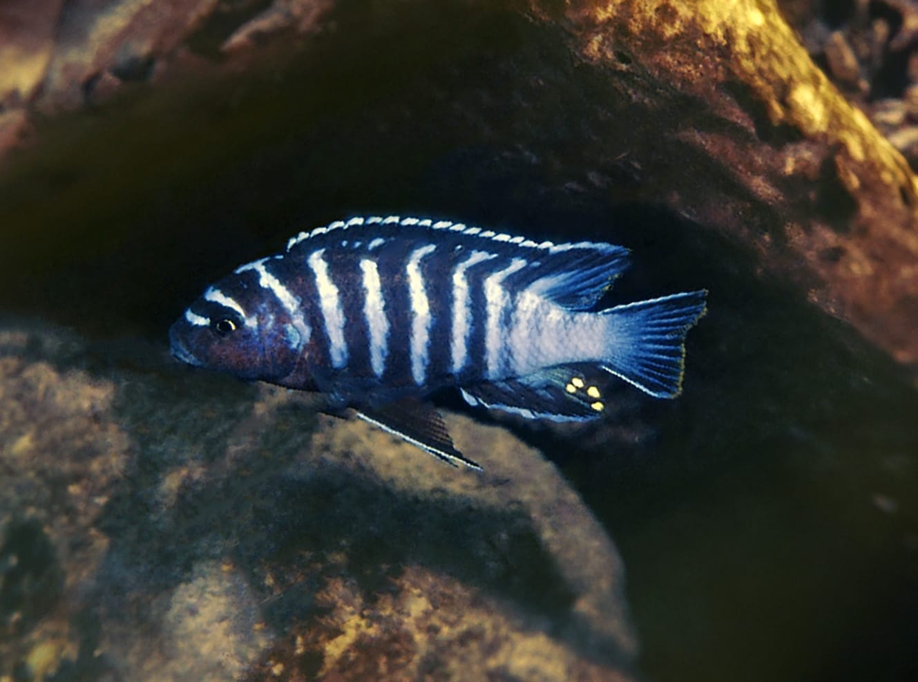 Demasoni Cichlid Male Female