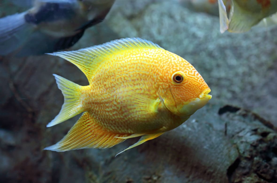 Gold Severum - Live Fish Direct