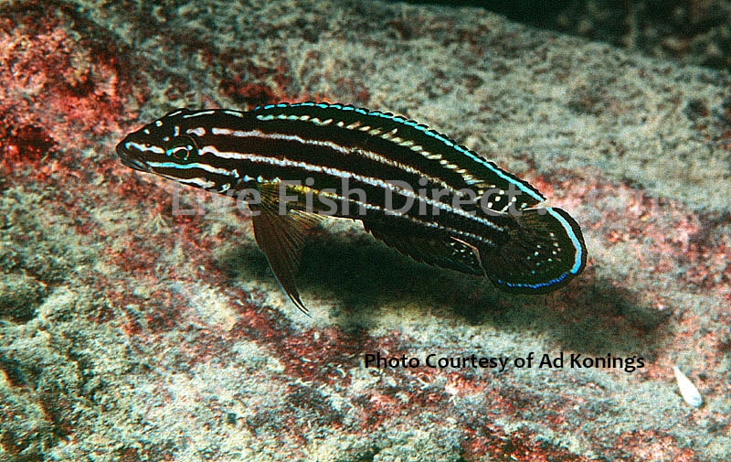 Julidichromis Regani Midnight - Live Fish Direct