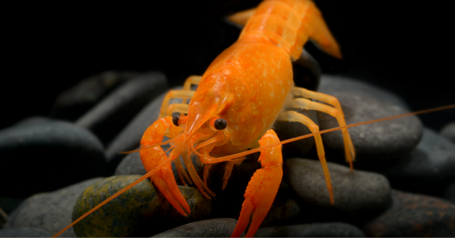 Neon Orange Lobster Clarkii Neon Procambarus Clarkii Neon