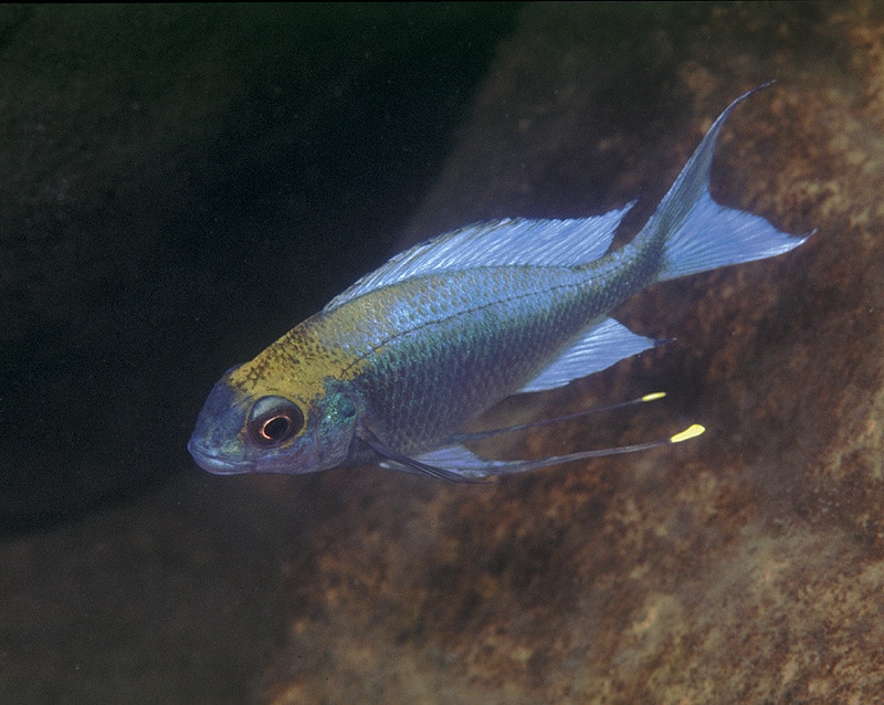 Opthalmotilapia Ventralis "Orange Cap" - Live Fish Direct