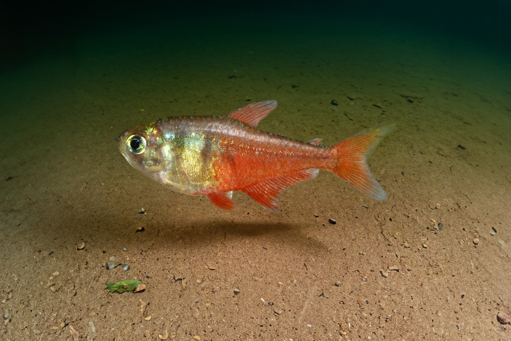 Orange Flame Tetra Von Rio - Live Fish Direct