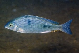 Insignus Cichlid Protomelas sp. “Spilonotus Tanzania” - Live Fish Direct
