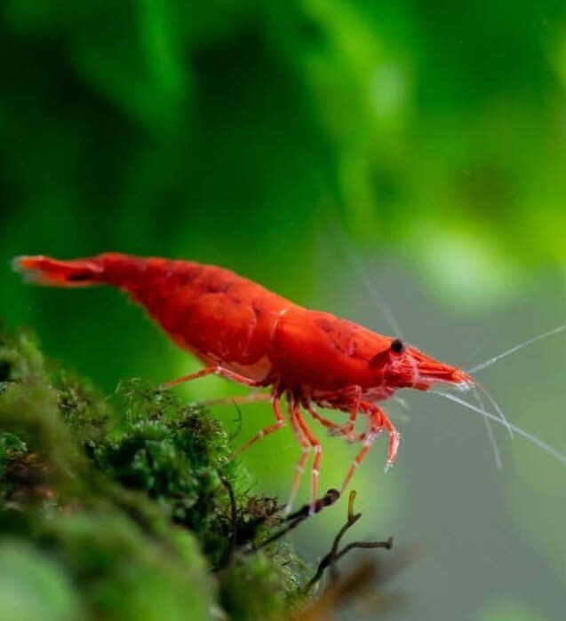 Red Velvet Shrimp - Live Fish Direct