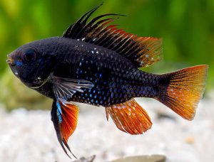 Apistogramma Borelli - Live Fish Direct