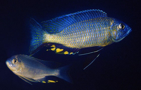 Mchenga conophoros - Live Fish Direct