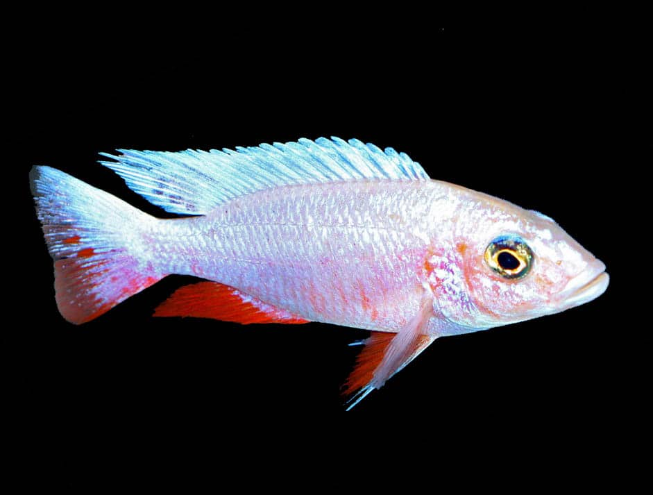 Sciaenochromis Fryeri Iceberg
